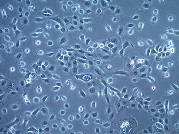 HSC-3 Human Tongue Squamous Carcinoma Cell Line | SCC193